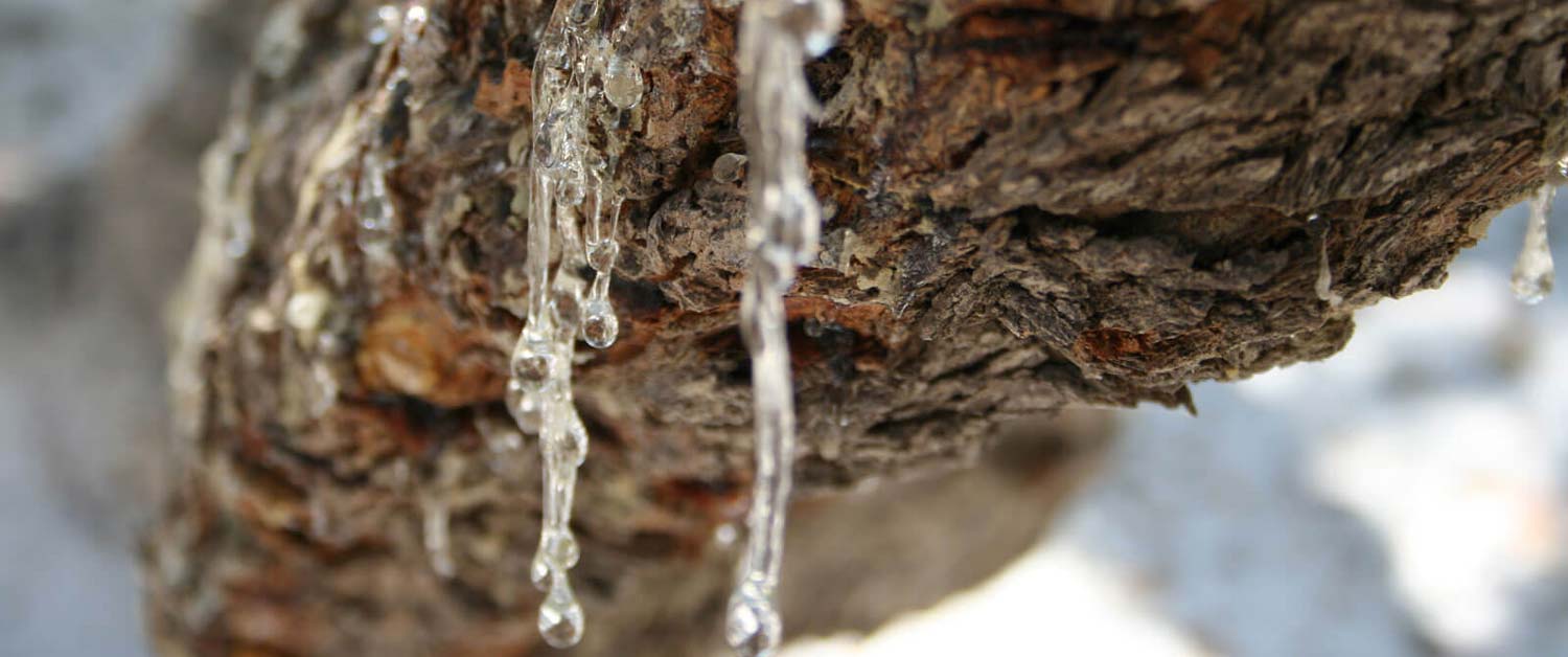 Natural, superior quality products with pure Chios Mastic • ANEMOS