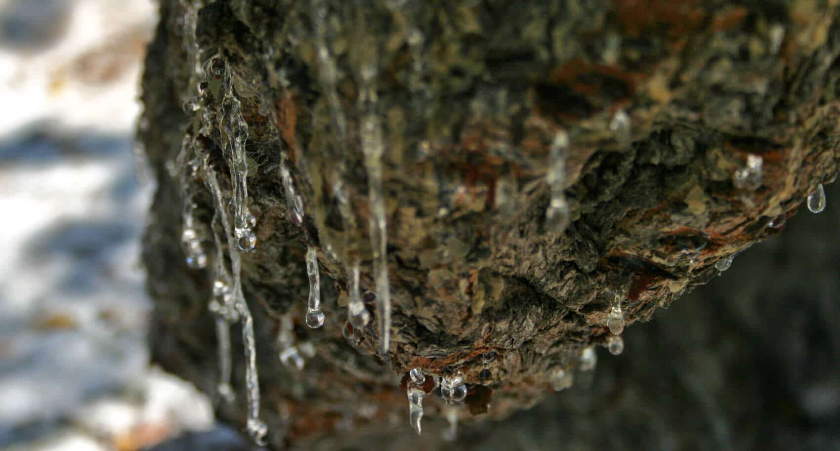 Natural, superior quality products with pure Chios Mastic • ANEMOS